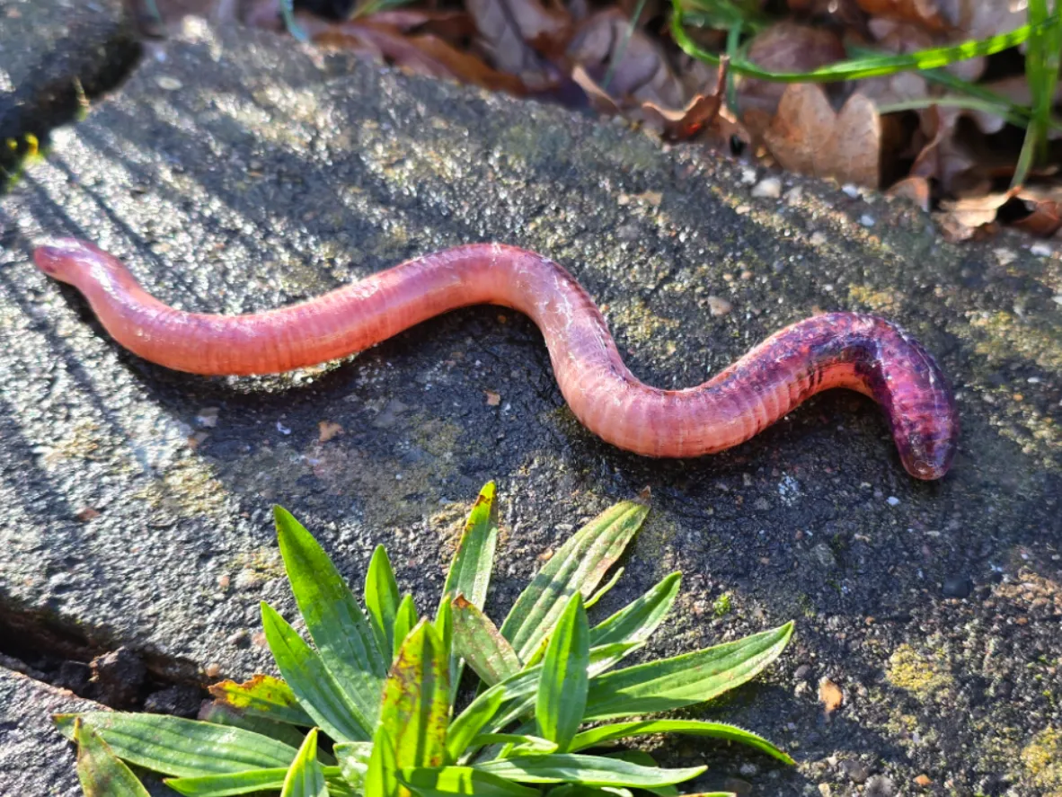 A realistic Earth Worm - Free 3D Print Model - MakerWorld