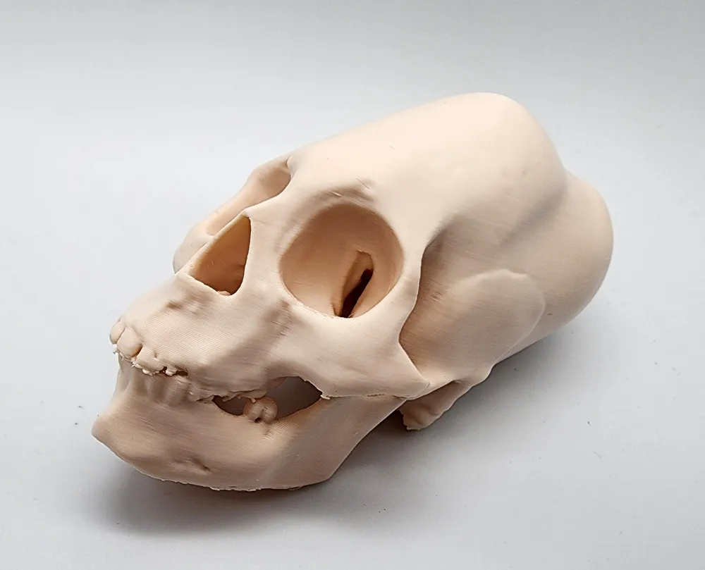 Human Peruvian Female Skull with Cranial Binding by Triple G Workshop ...