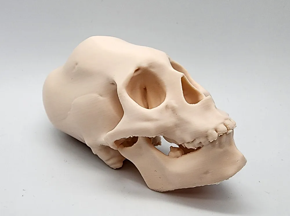 Human Peruvian Female Skull with Cranial Binding by Triple G Workshop ...