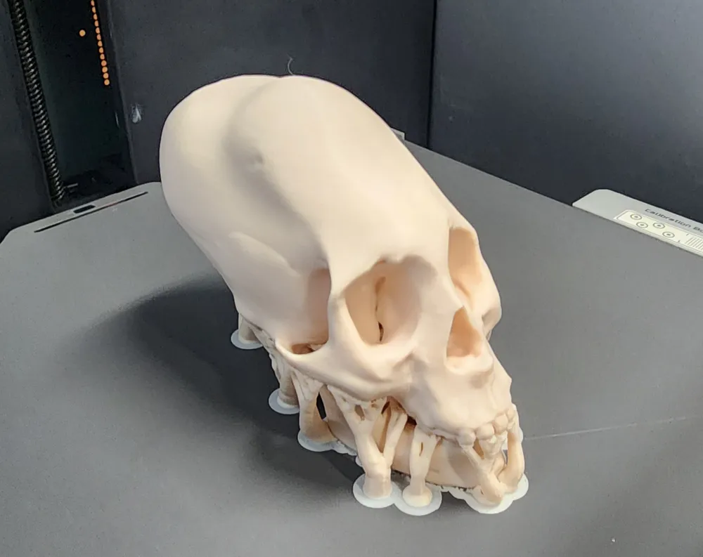 Human Peruvian Female Skull with Cranial Binding by Triple G Workshop ...