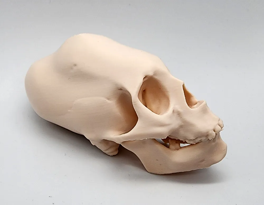 Human Peruvian Female Skull with Cranial Binding by Triple G Workshop ...