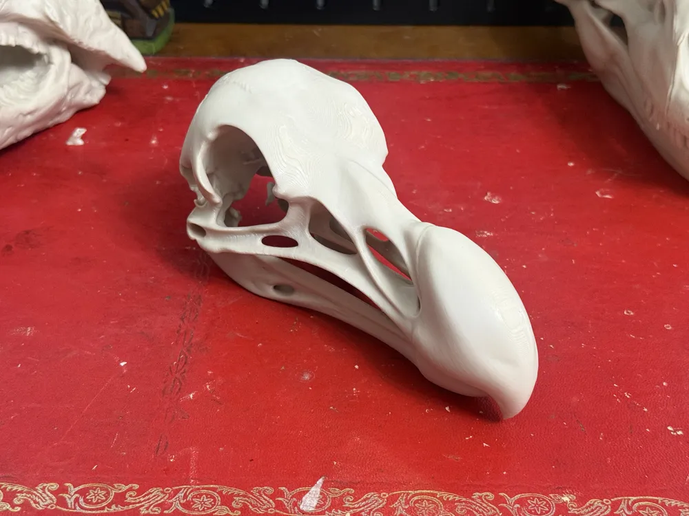 Lifesize Dodo Skull Replica with Removable Jaw - Free 3D Print Model ...