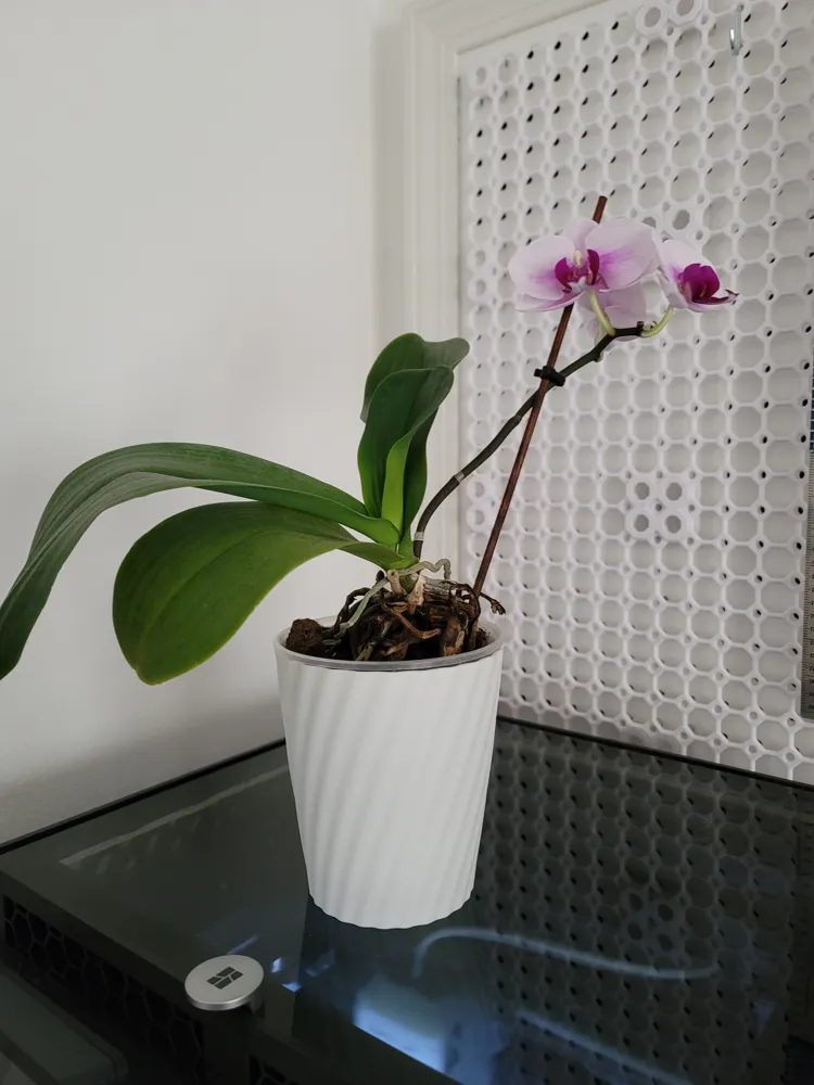 Orchid Cache Pots by Eclectic MakerWorld: Download Free 3D Models