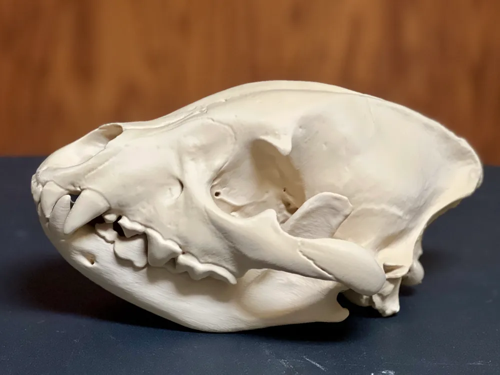 Spotted (Laughing) Hyena Skull Scan by idrawcrap MakerWorld: Download ...