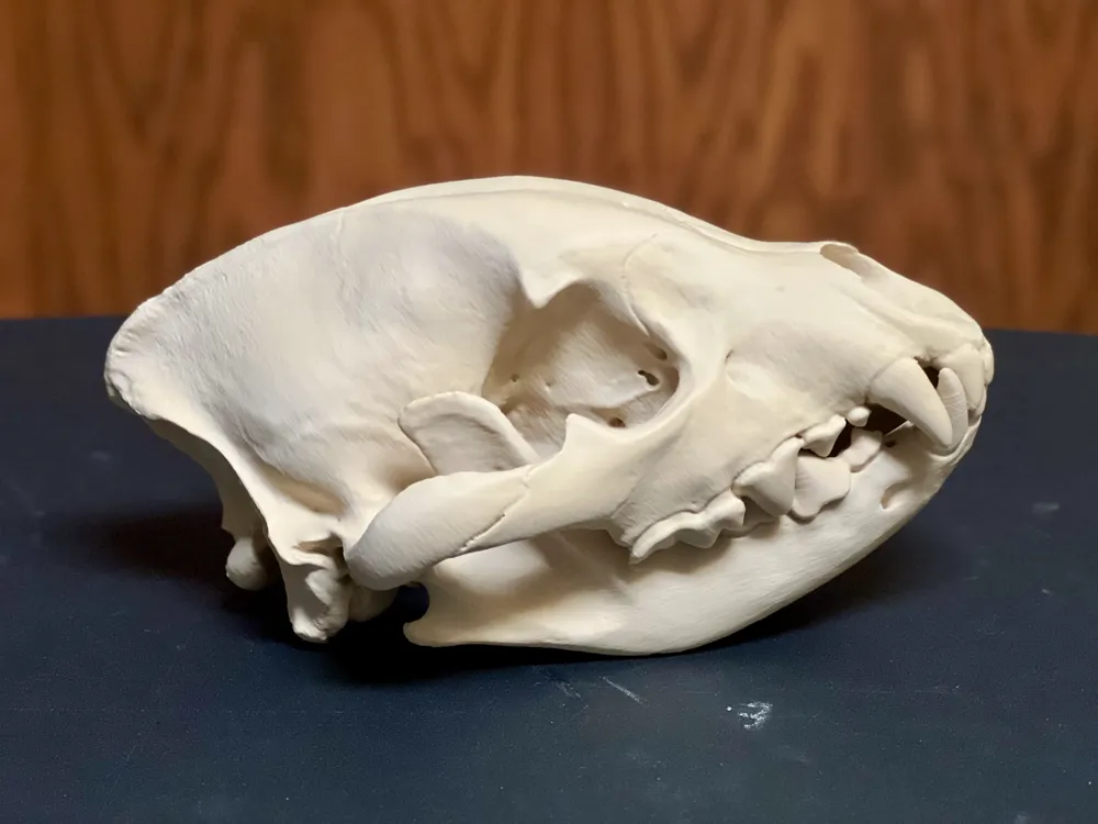 Spotted (Laughing) Hyena Skull Scan by idrawcrap MakerWorld: Download ...