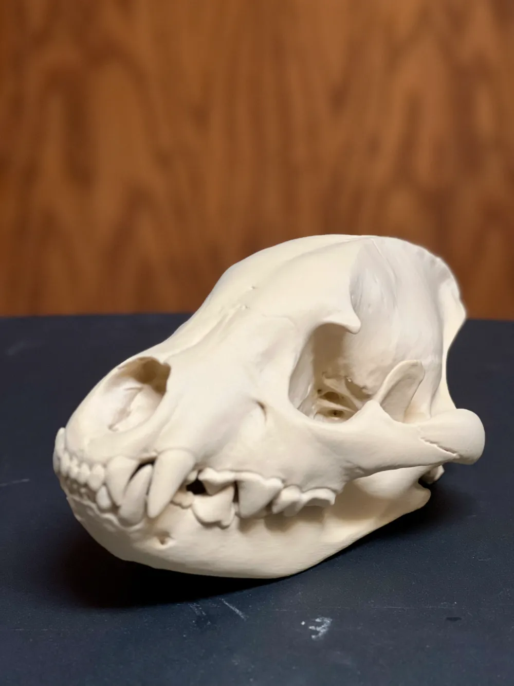 Spotted (Laughing) Hyena Skull Scan by idrawcrap MakerWorld: Download ...