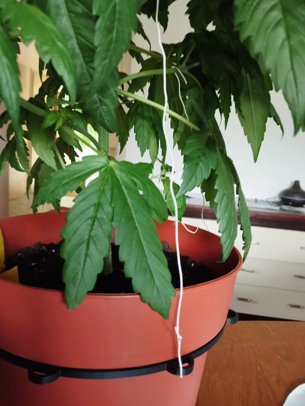 Grow Plant Binder by K.Andreas1985 - MakerWorld