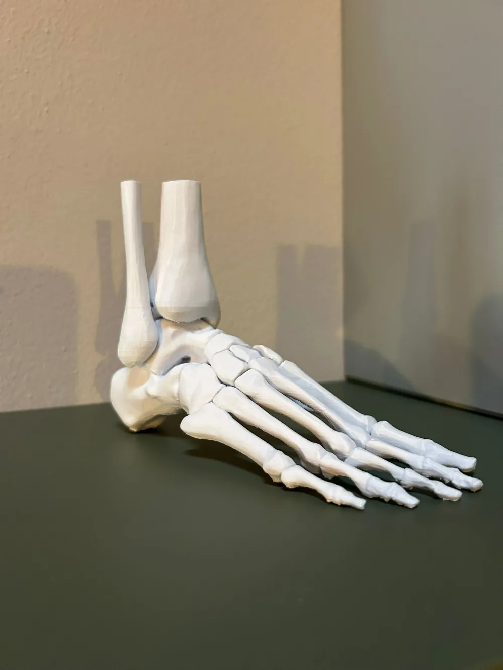 Bone Anatomy Of The Foot by Zorzet90 - MakerWorld
