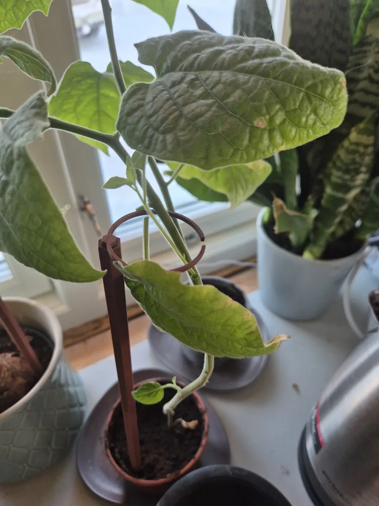 Modular Plant Stem Support System - Free 3D Print Model - MakerWorld