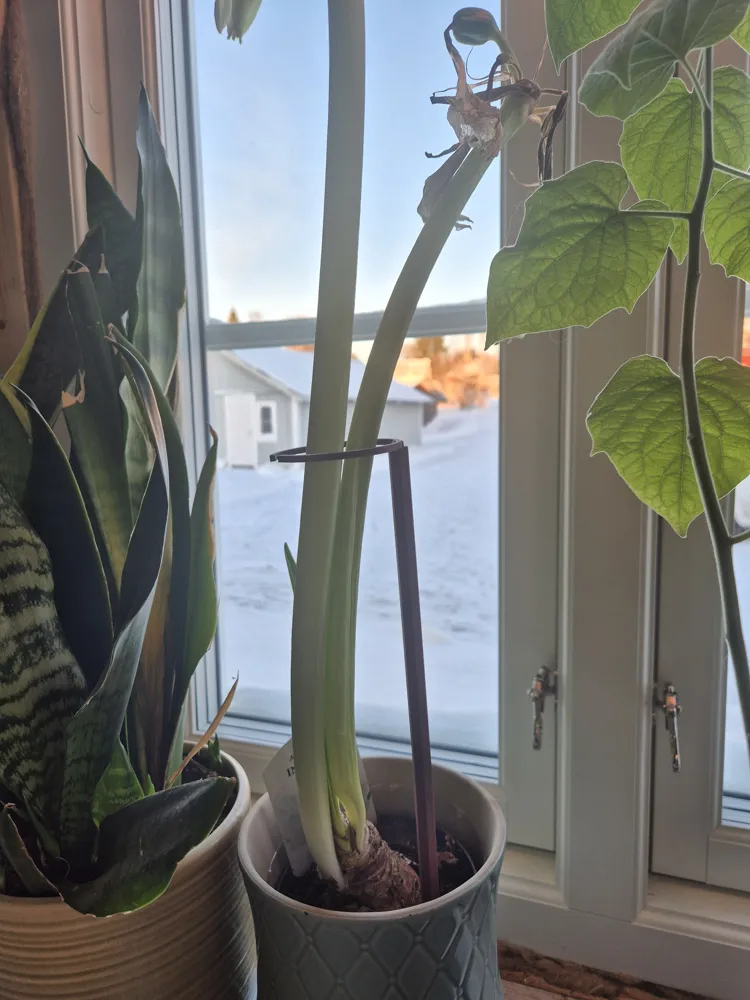 Modular Plant Stem Support System - Free 3D Print Model - MakerWorld