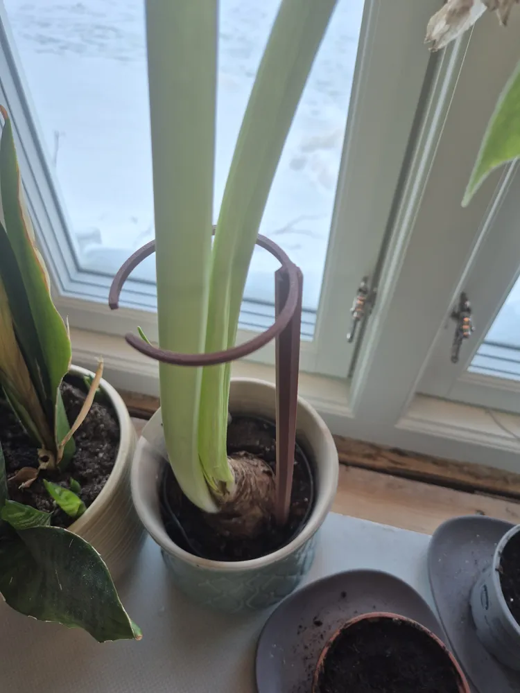 Modular Plant Stem Support System - Free 3D Print Model - MakerWorld