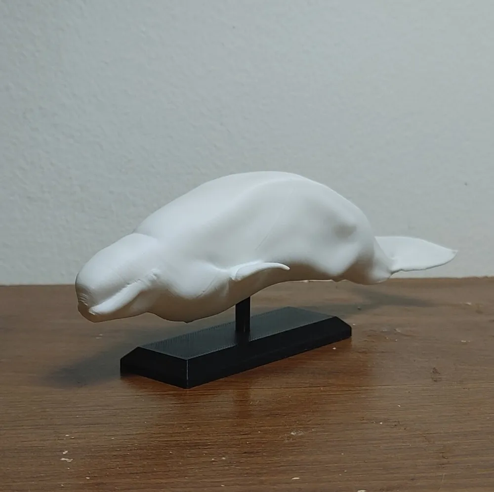 Beluga Whale Mount by Fish Prints MakerWorld: Download Free 3D Models