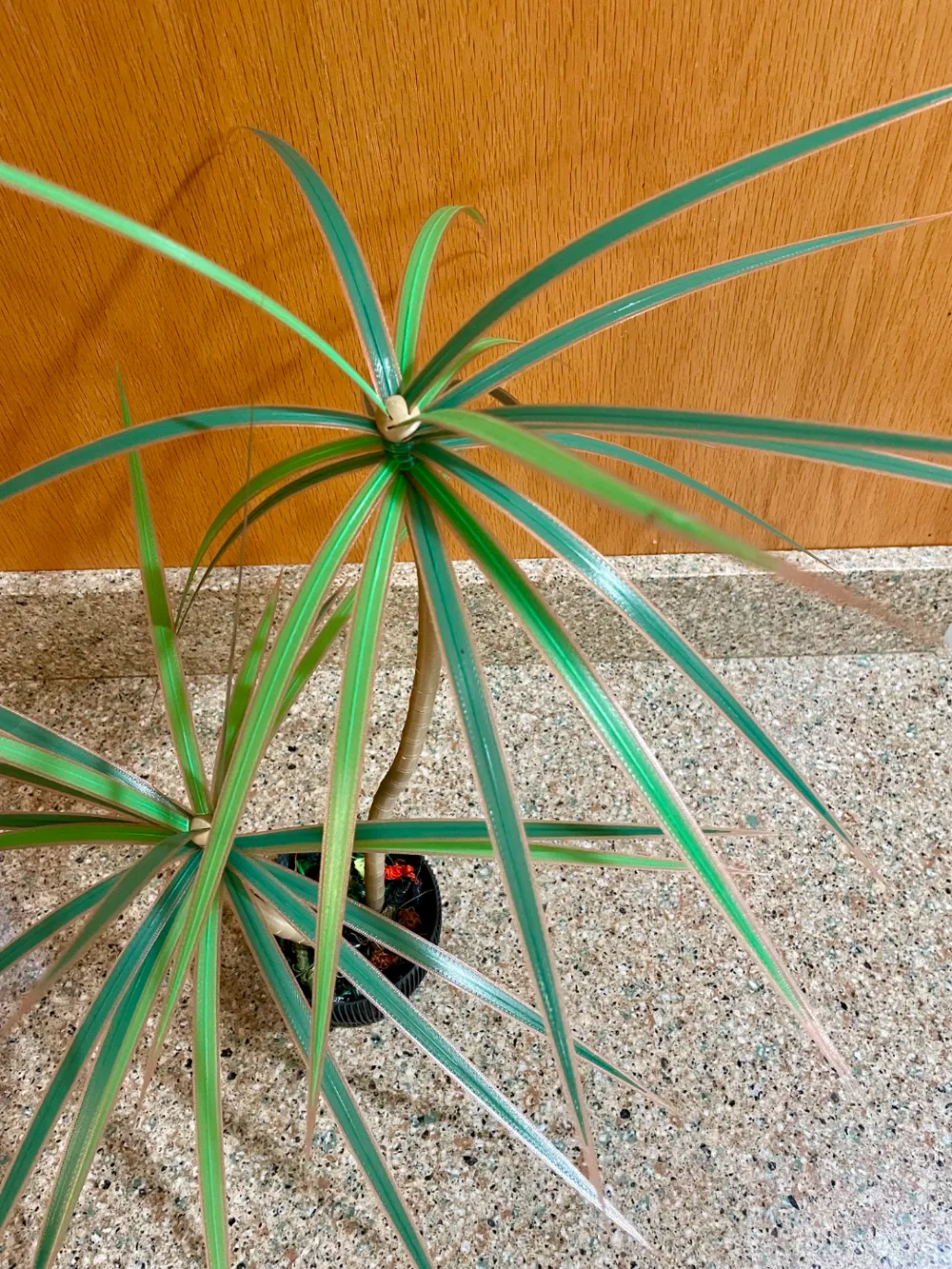 Artificial Dragon Tree Plant (Dracaena Marginita) by mwiller - MakerWorld