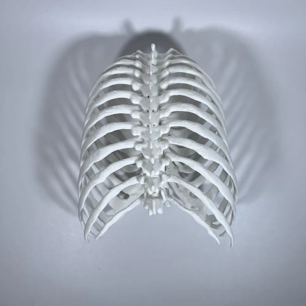 Rib Cage with Sternum - Free 3D Print Model - MakerWorld