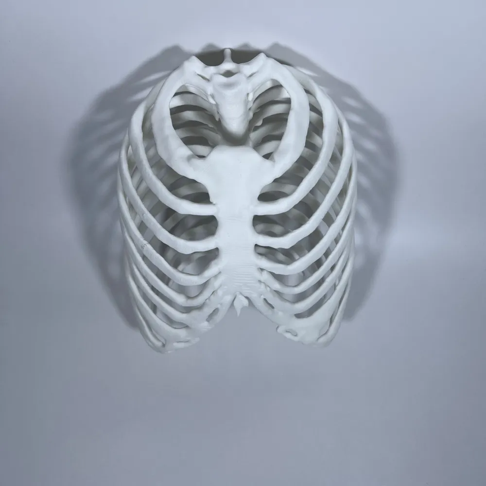 Rib Cage with Sternum - Free 3D Print Model - MakerWorld