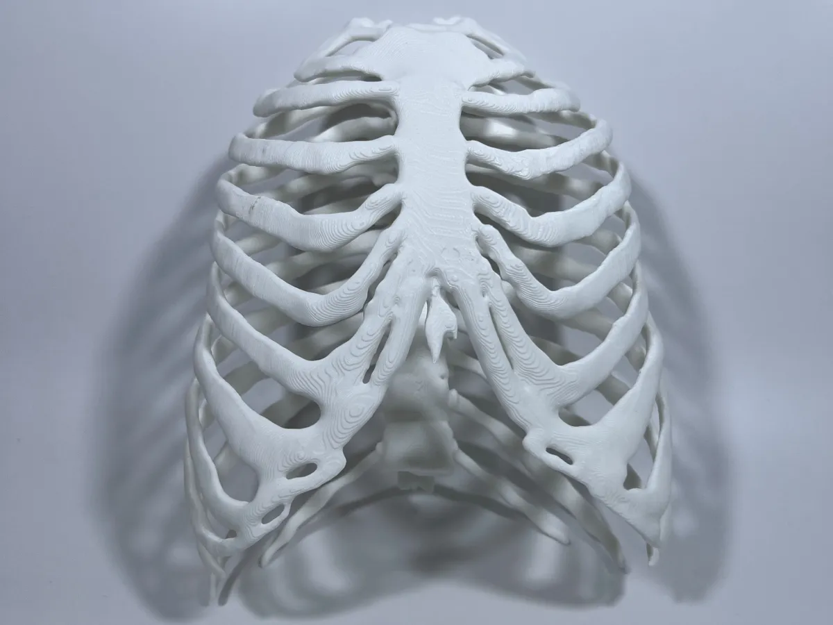 Rib Cage with Sternum - Free 3D Print Model - MakerWorld