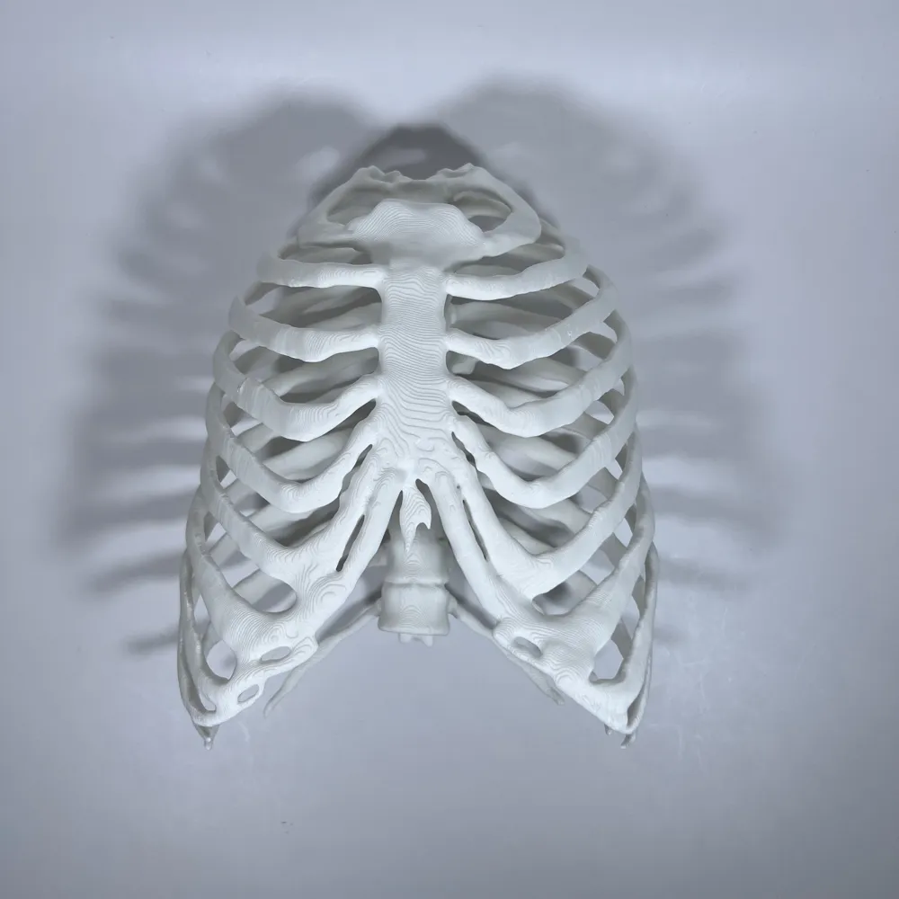 Rib Cage with Sternum - Free 3D Print Model - MakerWorld