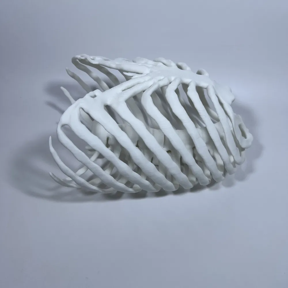 Rib Cage with Sternum - Free 3D Print Model - MakerWorld