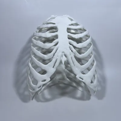 Rib Cage with Sternum - Free 3D Print Model - MakerWorld