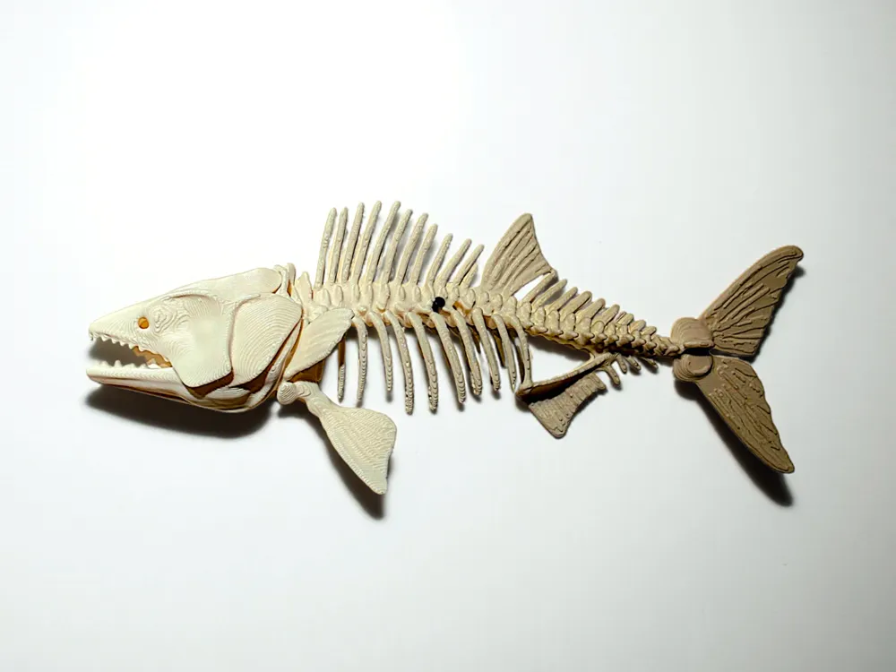 Barracuda Bone Wall Display - Free 3D Print Model - MakerWorld