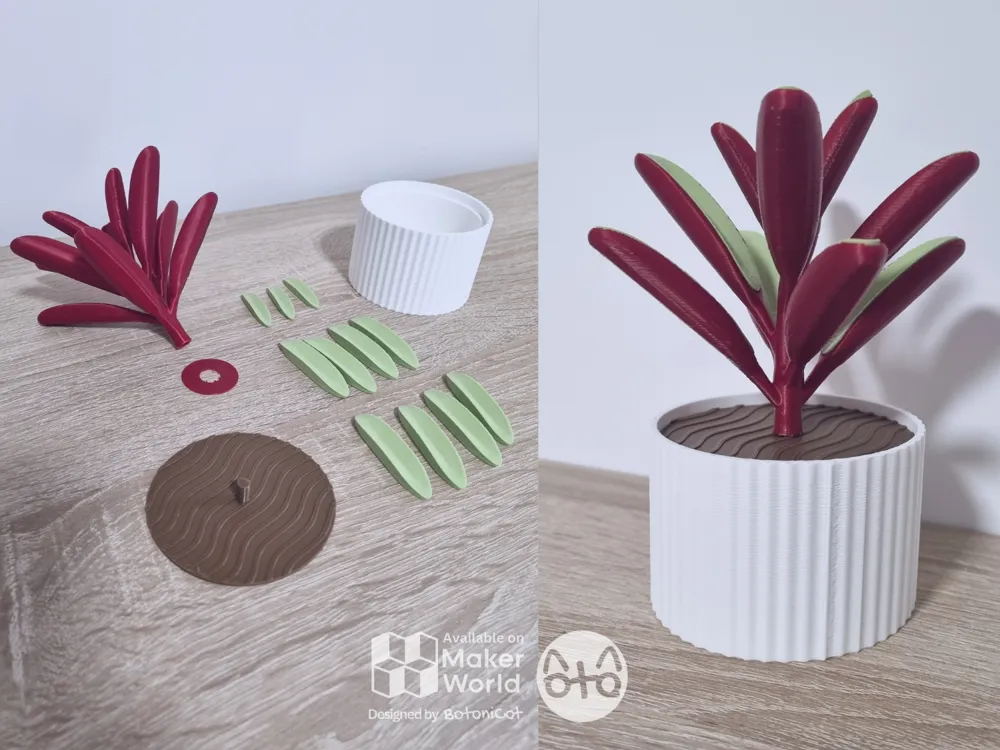 Succulents: Ruby Glow (Peperomia Graveolens) by BotaniCat MakerWorld ...