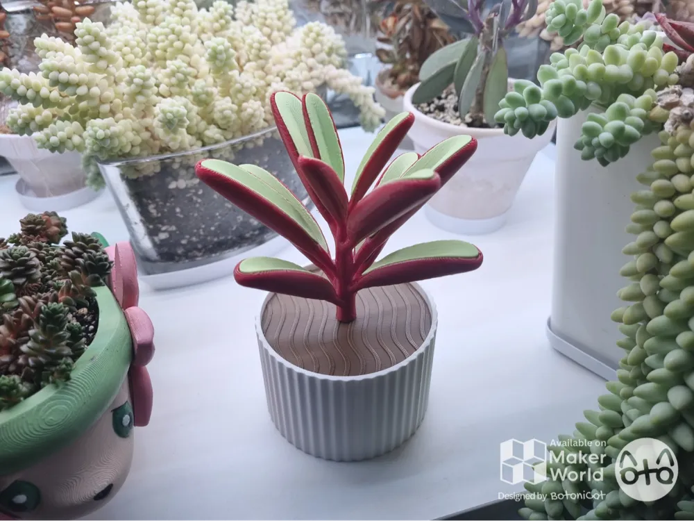 Succulents: Ruby Glow (Peperomia Graveolens) by BotaniCat MakerWorld ...