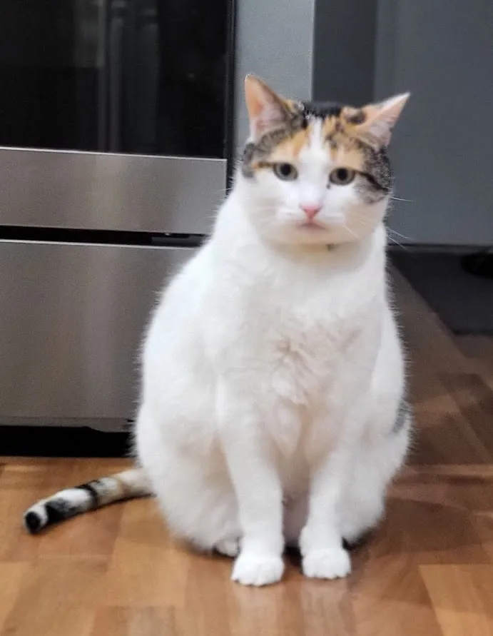 Chunky Cat by Mike MakerWorld: Download Free 3D Models