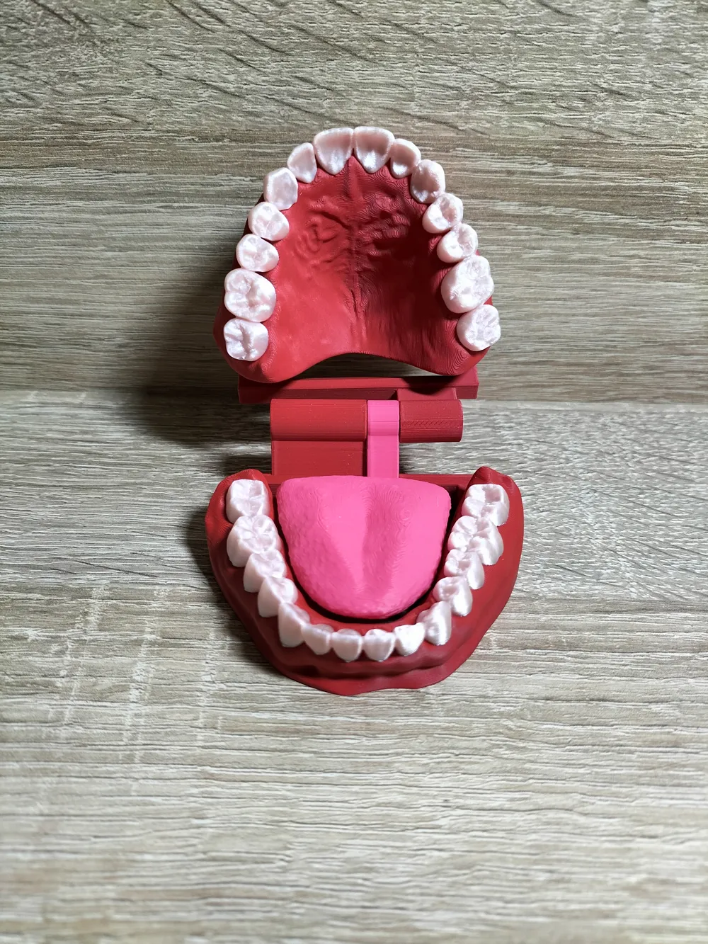Multicolored Tooth Models + Tongue (foldable) AMS - Free 3D Print Model ...