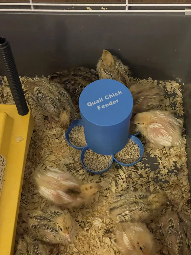 5 station Quail chicken feeder - Free 3D Print Model - MakerWorld
