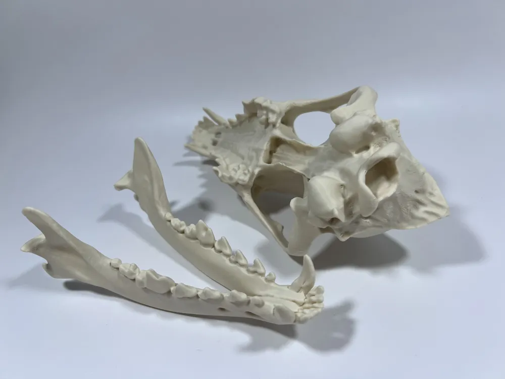 Coyote Cranium and Mandible by anthroterrie MakerWorld: Download Free 3D Models