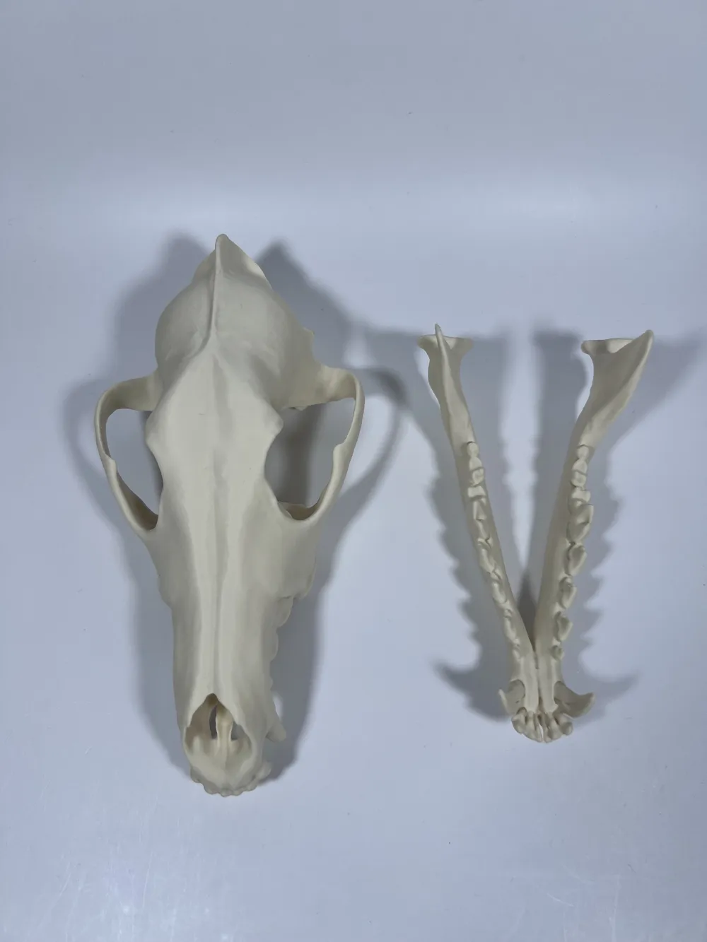 Coyote Cranium and Mandible by anthroterrie MakerWorld: Download Free 3D Models