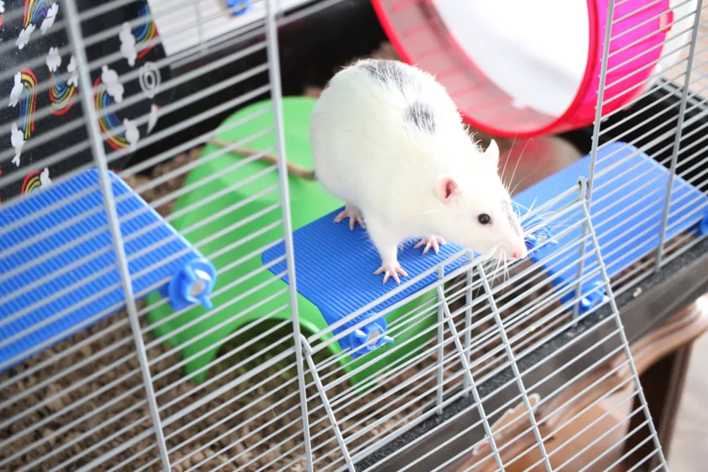 Cage platform for small animals - Free 3D Print Model - MakerWorld