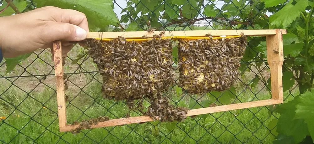 mating hive by radim.kabatek - MakerWorld