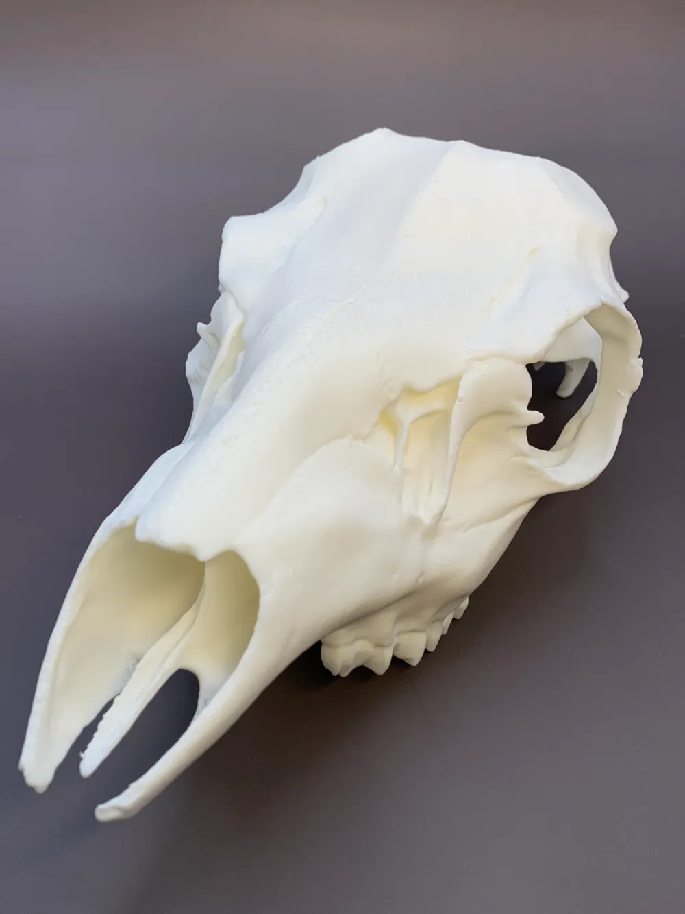 European-style Whitetail Buck Mount (3.25" spread) - Free 3D Print ...