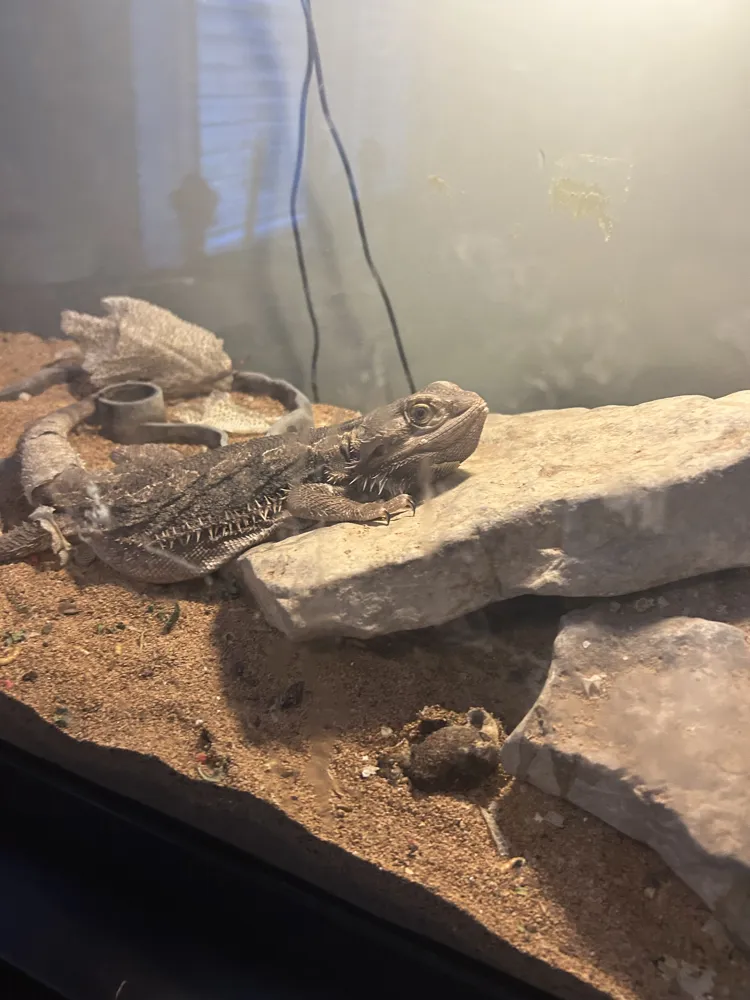 blue dragon - Free 3D Print Model - MakerWorld