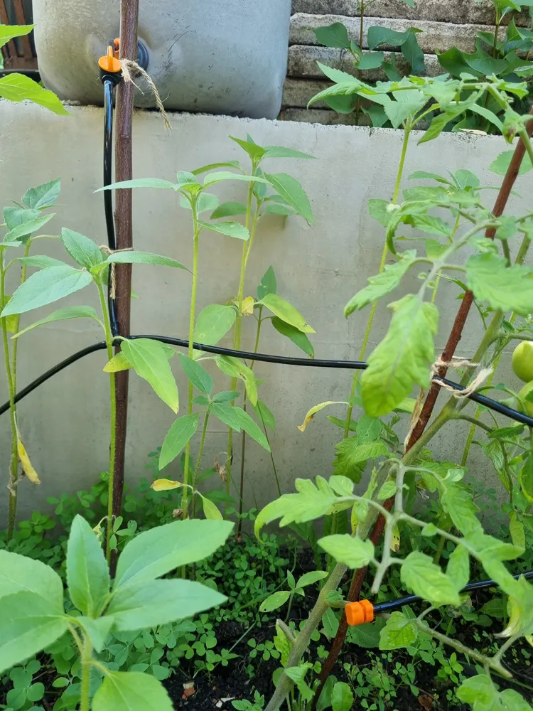 Adjustable Drip Irrigation Nozzle v3 by Henon MakerWorld: Download Free ...