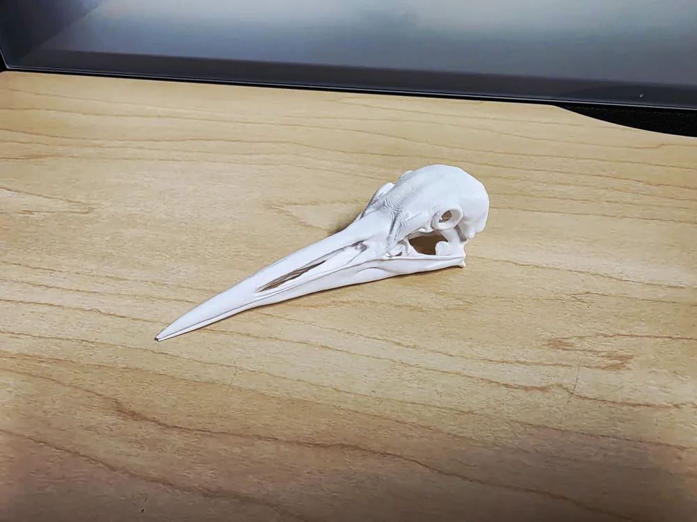 Sandhill Crane Skull - Free 3D Print Model - MakerWorld