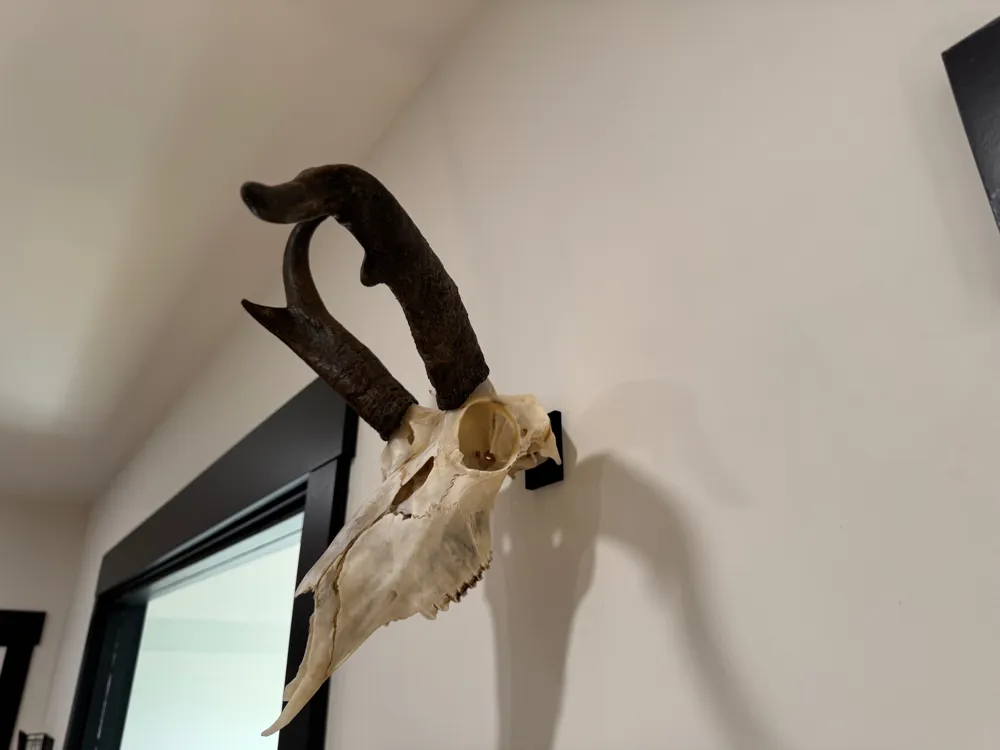 Euro Skull Mount - Free 3D Print Model - MakerWorld