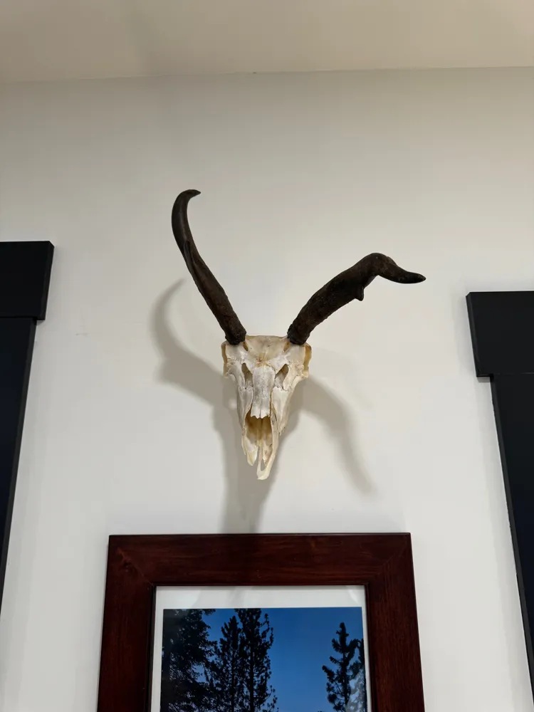 Euro Skull Mount - Free 3D Print Model - MakerWorld
