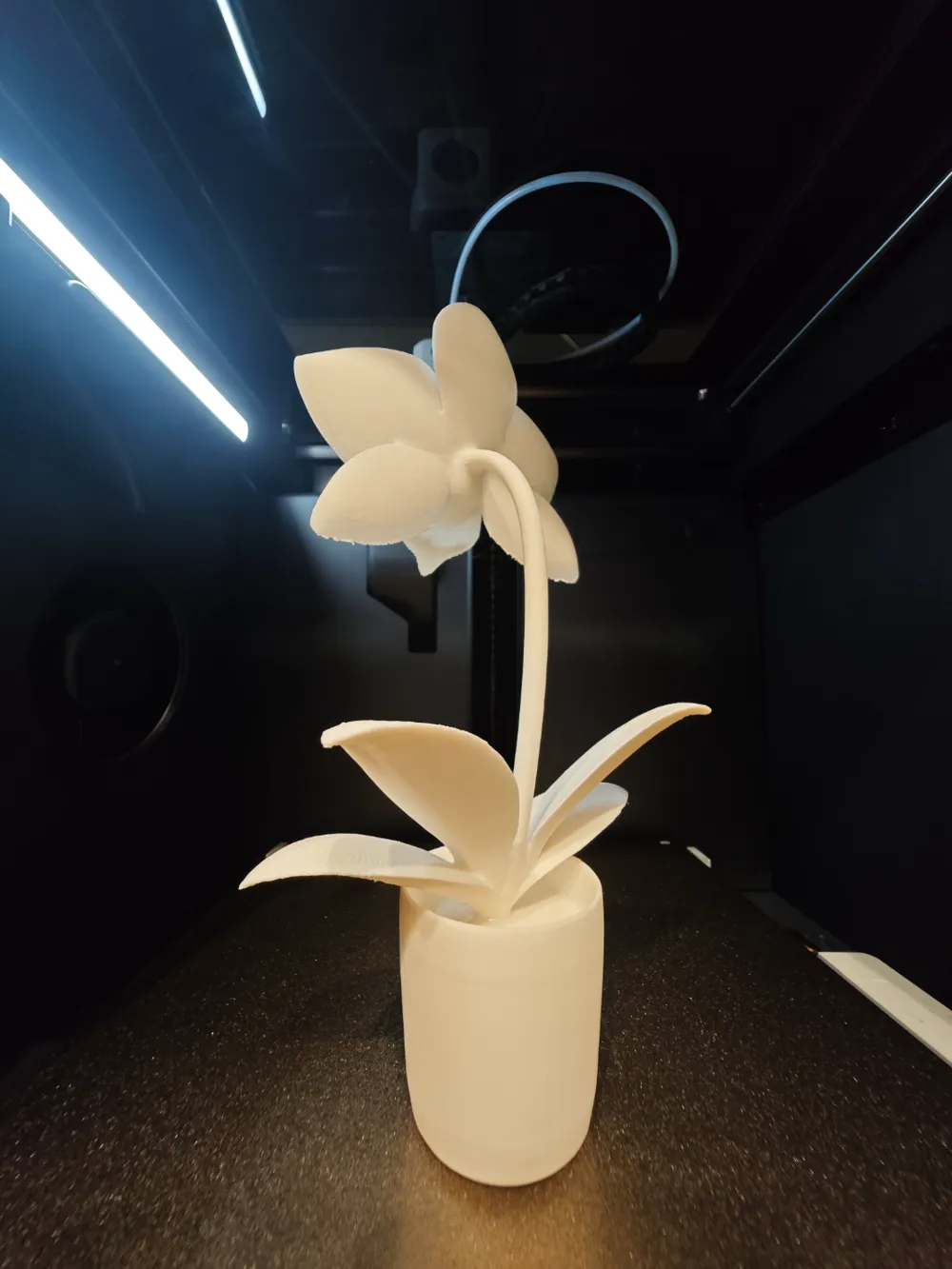 Orchid by velkan MakerWorld: Download Free 3D Models