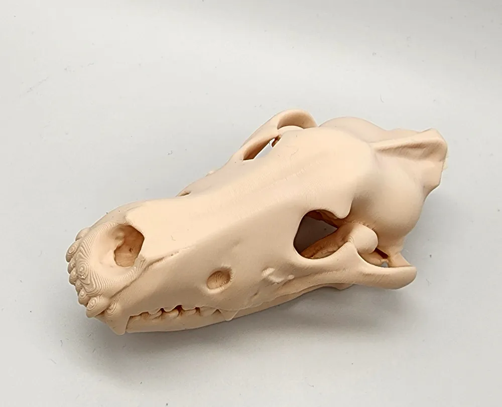 Gray Wolf Skull by Triple G Workshop - MakerWorld