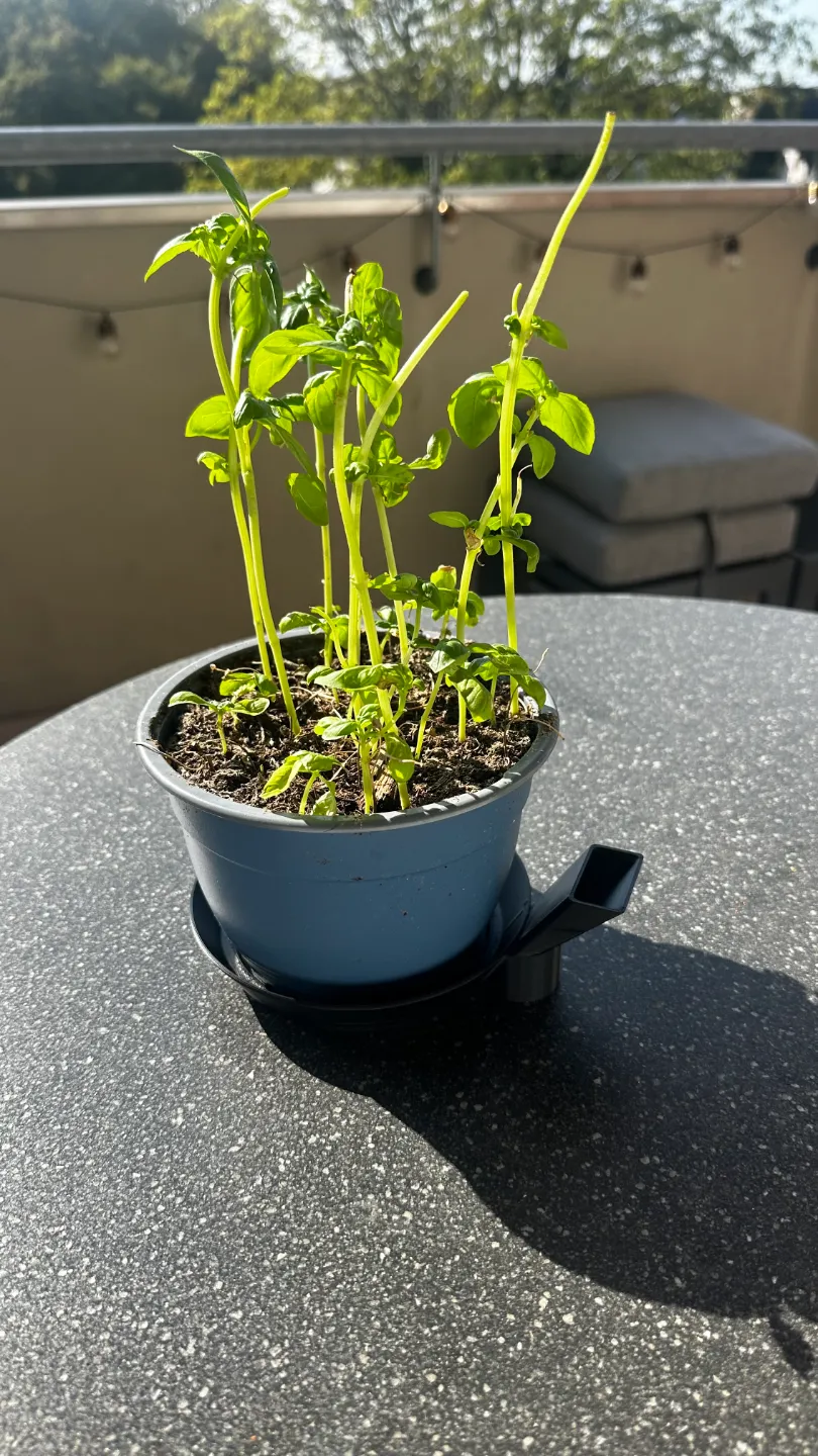 Self-Watering Pot / Plant Saucer - Free 3D Print Model - MakerWorld