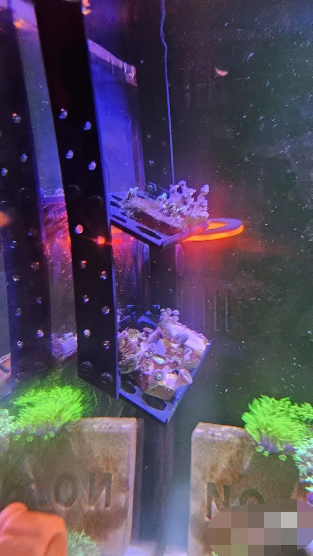 Coral Frag Rack, Frags Holder by Alice MakerWorld: Download Free 3D Models