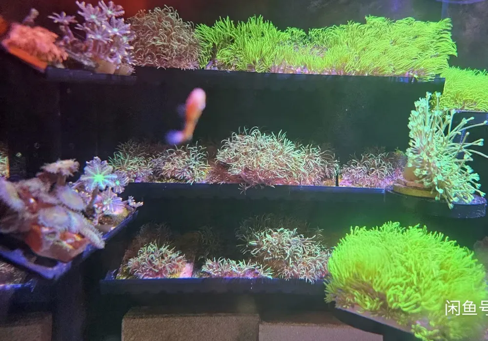 Coral Frag Rack, Frags Holder by Alice MakerWorld: Download Free 3D Models