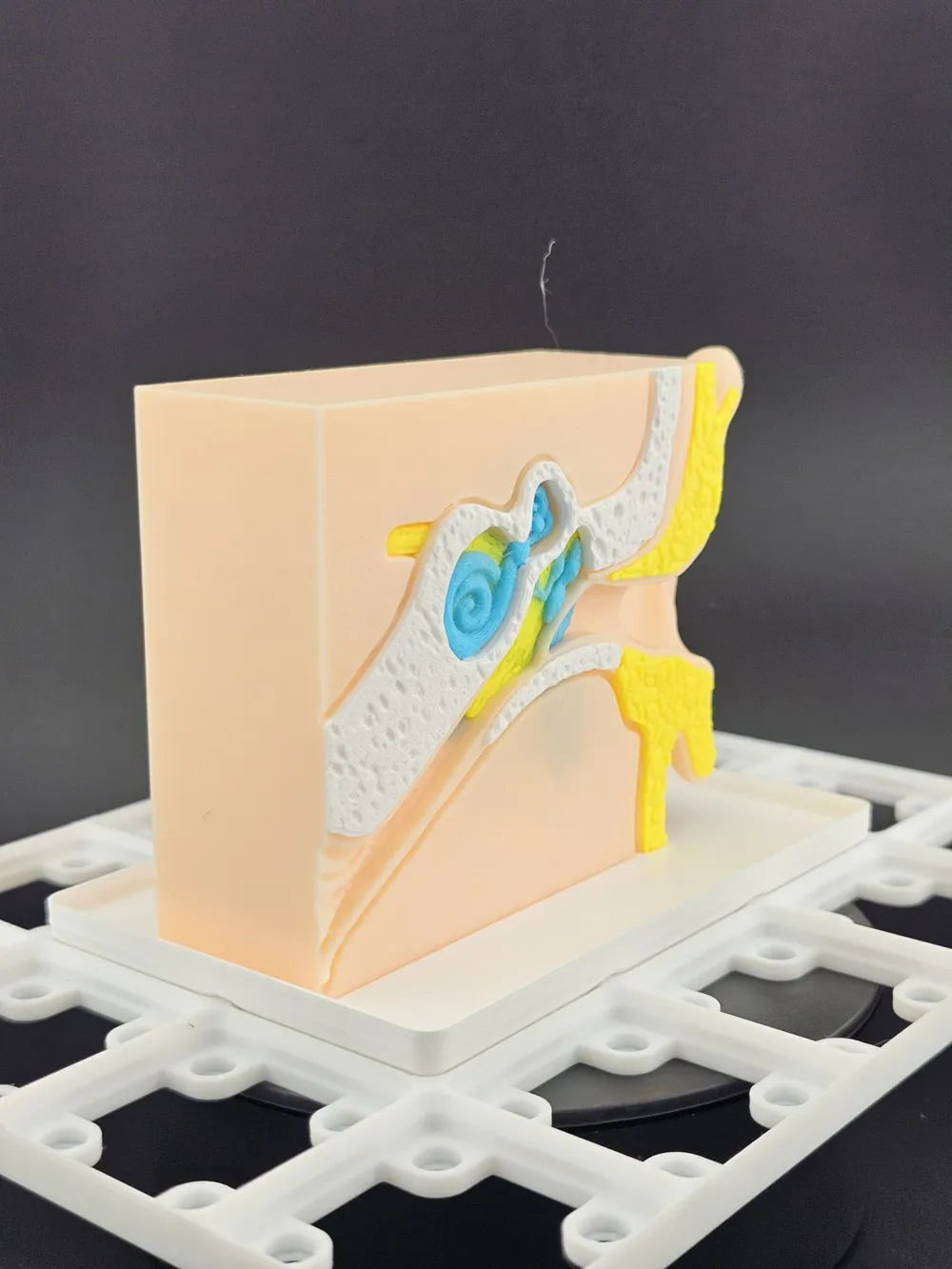 Gridfinity Anatomical Human Ear Model - Free 3D Print Model - MakerWorld