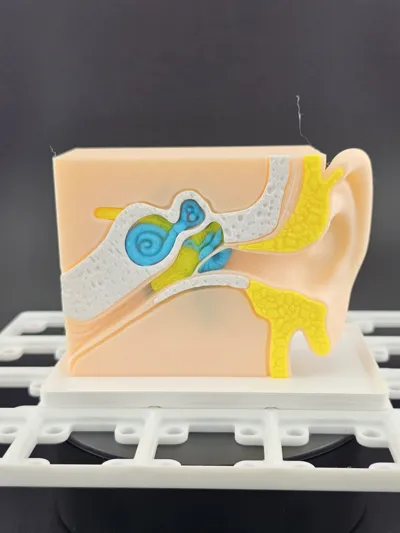 Gridfinity Anatomical Human Ear Model - Free 3D Print Model - MakerWorld