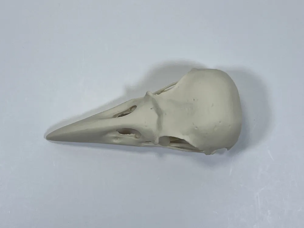 Raven Skull - Free 3D Print Model - MakerWorld