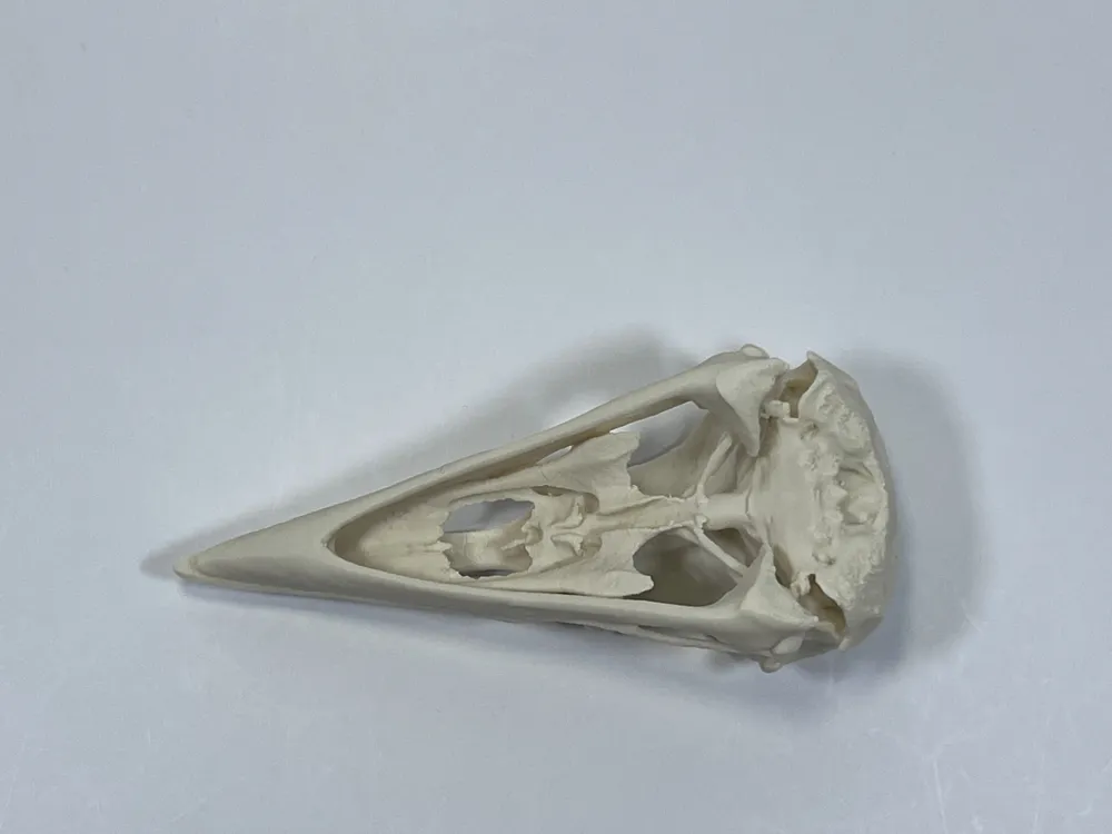 Raven Skull - Free 3D Print Model - MakerWorld