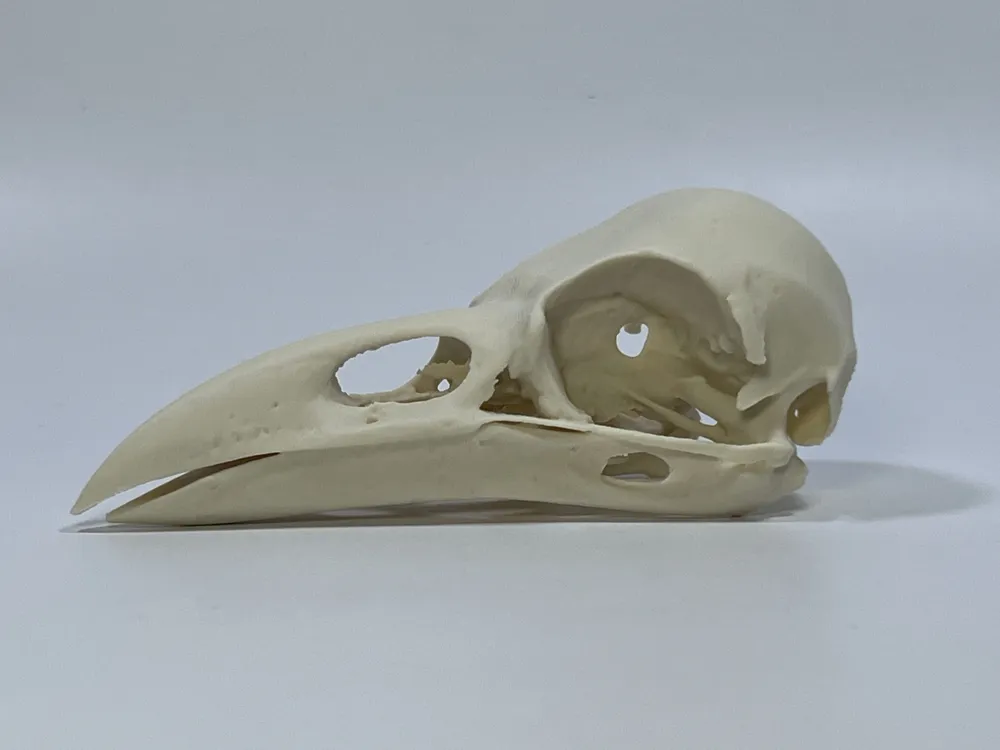 Raven Skull - Free 3D Print Model - MakerWorld