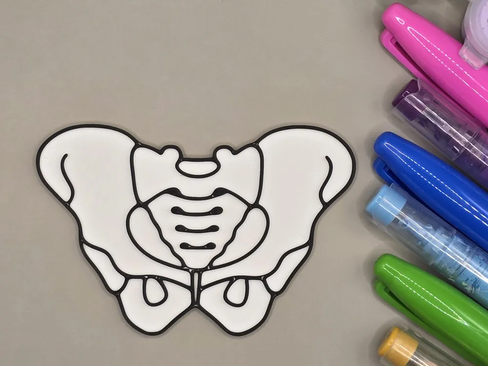 Woman Pelvis Anatomy Coloring Craft - Free 3D Print Model - MakerWorld